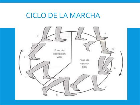 PPT CICLO DE LA MARCHA Y DIFERENCIAS CON EL NORDIC WALKING PowerPoint