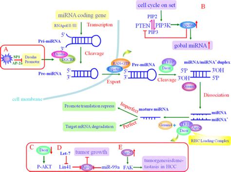 Schematic Representation Of The Biogenesis Pathway Of Micrornas And