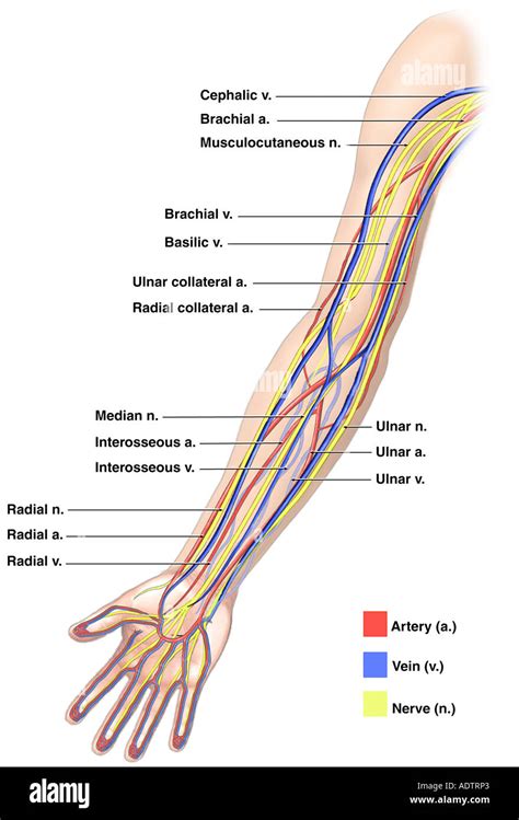 Arteries Veins And Nerves Of Arm From An Anterior Front View Labeled