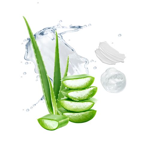 Foglie Aloe Arborescens 1Kg Beautykalos It
