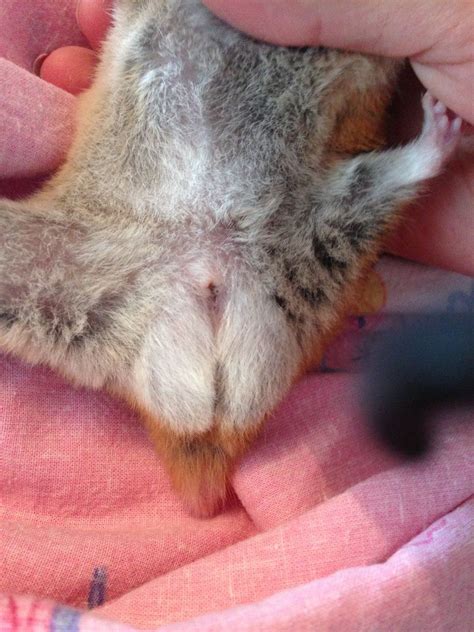 vad är det för kön bild Hamster iFokus