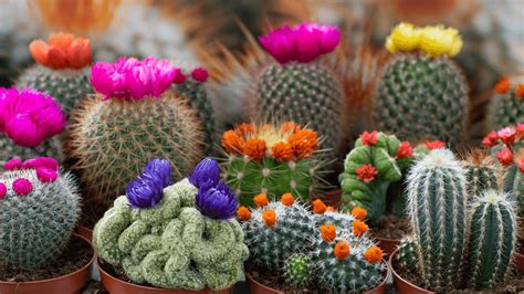 Cacti For Beginners How To Grow And Care For Cacti Plant Instructions