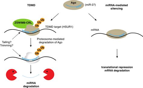 Target Directed MiRNA Degradation In Canonical MiRNA Mediated