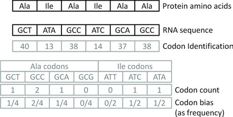 illustration of the codon bias codon identification number and codon download scientific