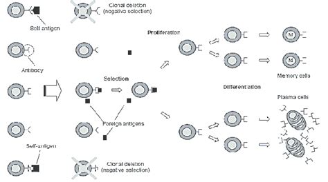 2 the clonal selection principle adapted from de castro and zuben 1999 download scientific