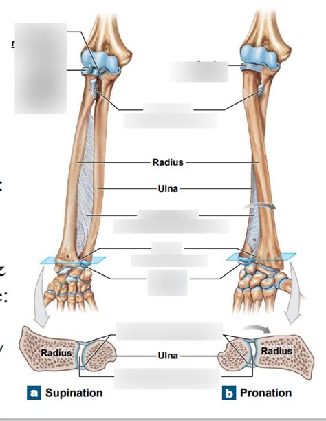 Elbow Joint Diagram Quizlet