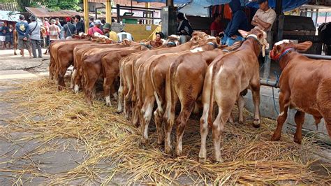 Juta Nego Harga Pedet Terbaru Mas Rohman Pasar Sapi Ambarawa