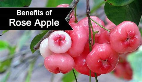 Health Benefits Of Water Apples