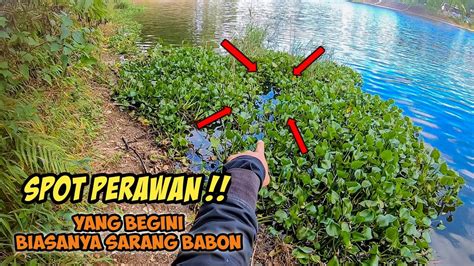 SPOT PERAWAN SEPERTI INI BIASANYA SARANG BABON NILA Mancing Ikan