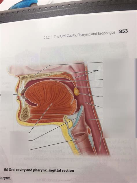 Oral Cavity And Pharynx Sagittal Section Diagram Quizlet