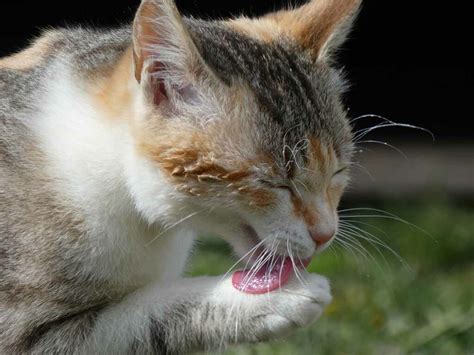 Por qué los gatos vomitan bolas de pelo Conociendo a mi perro