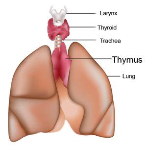Thymus Definition Location Function And Pictures