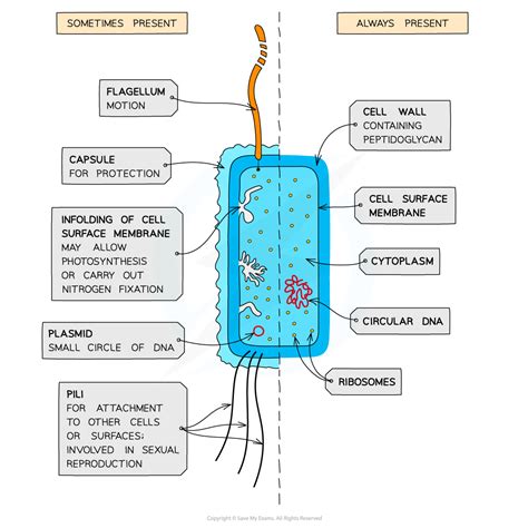 CIE A Level Biology复习笔记1 2 4 Prokaryotic v Eukaryotic Cells 翰林国际教育