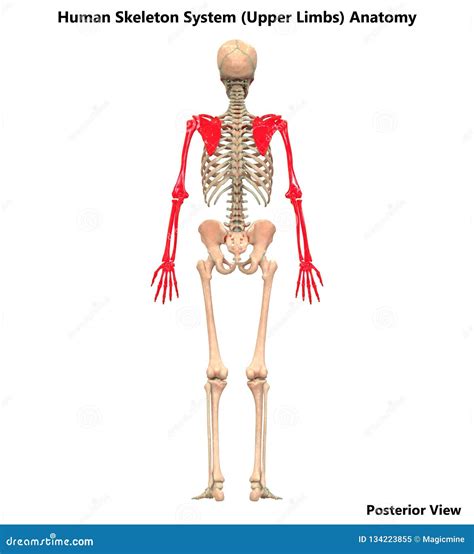 Human Body Skeleton System Upper Limbs Bone Joints Anatomy Royalty Free