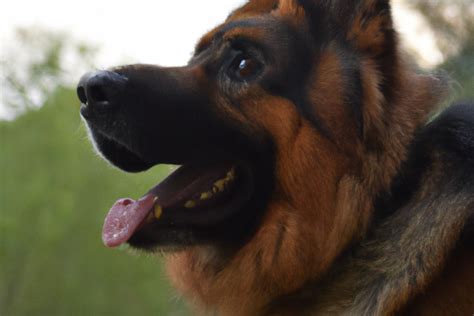 Razas de perros descubre cuáles existen y cuáles son las más comunes