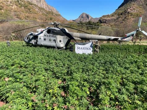 Destruye Marina plantíos de mariguana y amapola en la sierra de Sinaloa