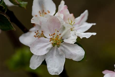 Flores De Manzana Rama Foto Gratis En Pixabay Pixabay