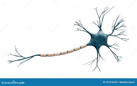 Blue Neuron Cell Brain Activity And Dendrites Membrane And The
