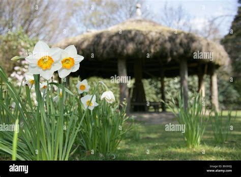 Estate Of Tatton Park England Spring View Of Daffodils In Full Bloom