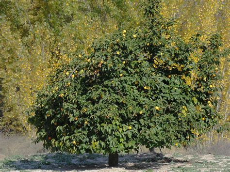 Hurma Wschodnia Kaki Persymona Diospyros Kaki Opis Wygl D