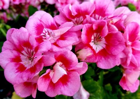 Begonia 6 popularnych odmiany Jak sadzić i pielęgnować begonie w