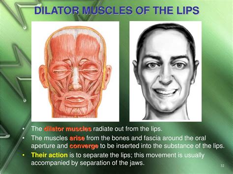Ppt Fasciae Muscles Nerves Vessels Powerpoint Presentation Free