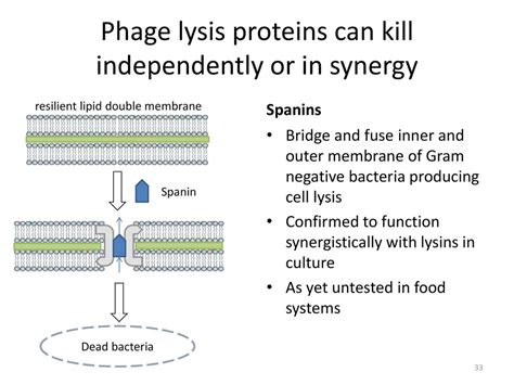 Applications Of Bacteriophage In A Multi Drug Resistant World Ppt