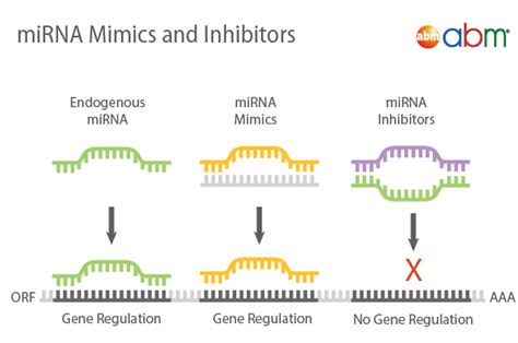 MiRNA MicroRNA Target Prediction Validation And Functional Abm Inc