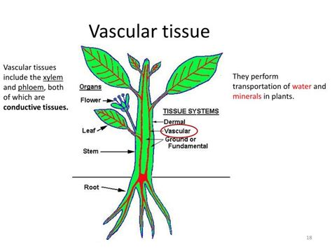 Ppt Plant Tissues Powerpoint Presentation Id