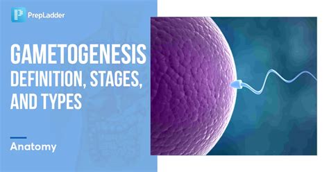 Gametogenesis Definition Stages And Types Neet Pg Anatomy
