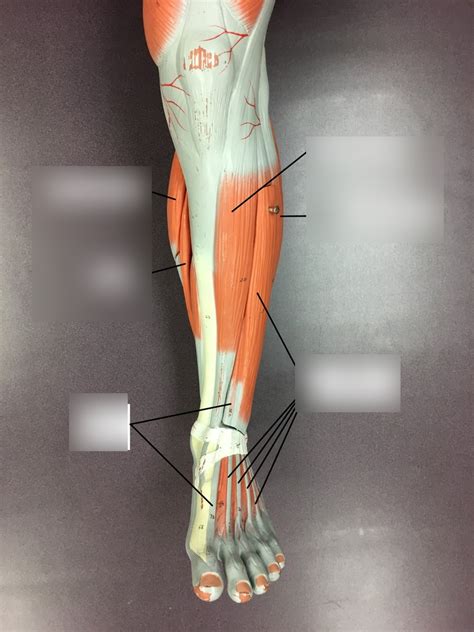 Anterior Leg Muscles Diagram Quizlet