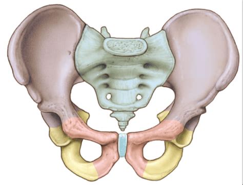 Chapter Pelvic Hip Girdle Pt Diagram Quizlet