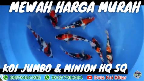 ISTIMEWA BOSKU KOI JUMBO MINION GRADE HQ SQ HARGA MERAKYAT