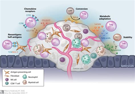 Chemokines And Cancer Chemokines By Chemotactics