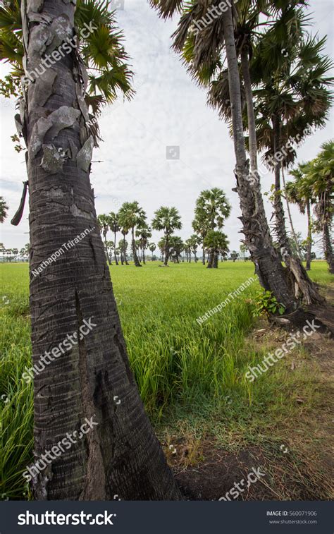 Sugar Palms Greenery Rice Fields Phetchaburi Stock Photo Edit Now