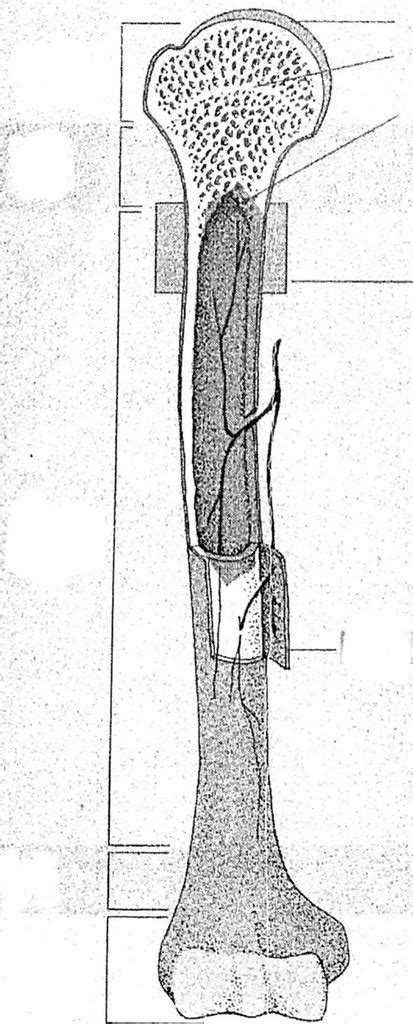 Biologie Aufbau Eines Knochens Diagram Quizlet