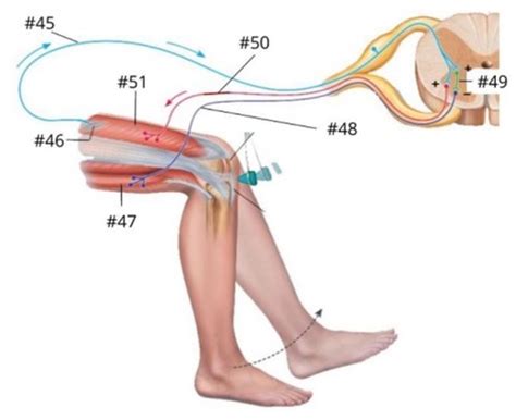 Reflex Arc Flashcards Quizlet