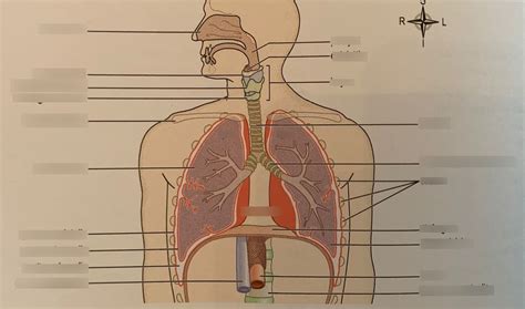 Ademhalingsstelsel Diagram Quizlet