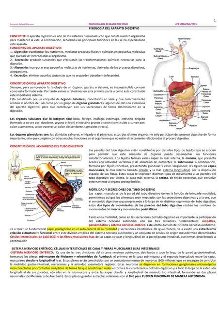 Fisiolog A Del Aparato Digestivo Fernanda Rafalski Udocz