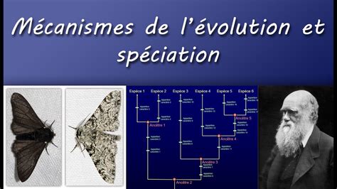 Cours TS Mécanismes de l évolution et spéciation YouTube