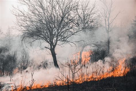 Cómo podemos prevenir incendios forestales