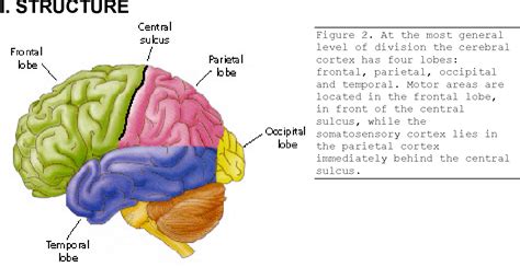 Ital V Lem Ny Nyom Motor Cortex Zvegy Ember Bevezet S Pir T S