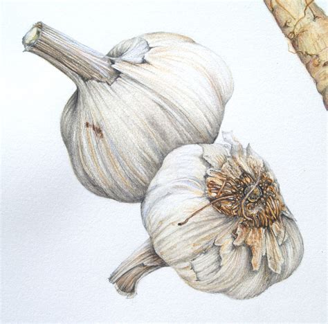 Garlic Alexandranea Vegetable Illustration Garlic Drawing