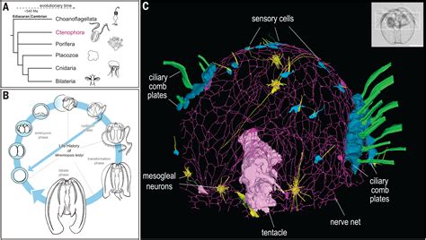 Syncytial Nerve Net In A Ctenophore Adds Insights On The Evolution Of