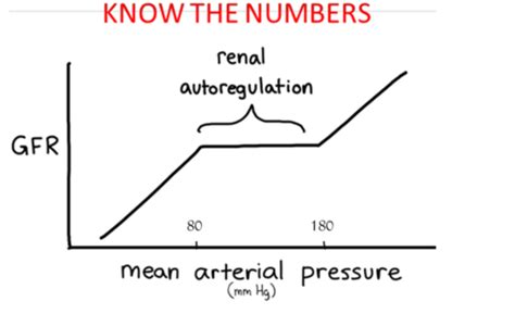 Phys Unit Renal Flashcards Quizlet