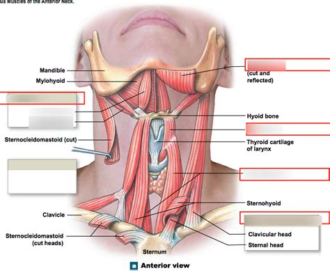 Neck Anterior View Diagram Quizlet