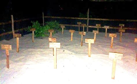 Peligran Nidos De Tortuga En Playa Del Carmen