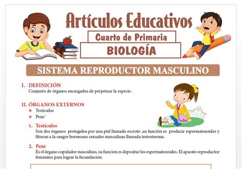 Sistema Reproductor Masculino Para Cuarto De Primaria
