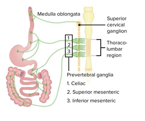 Intestino Delgado Anatomía Concise Medical Knowledge
