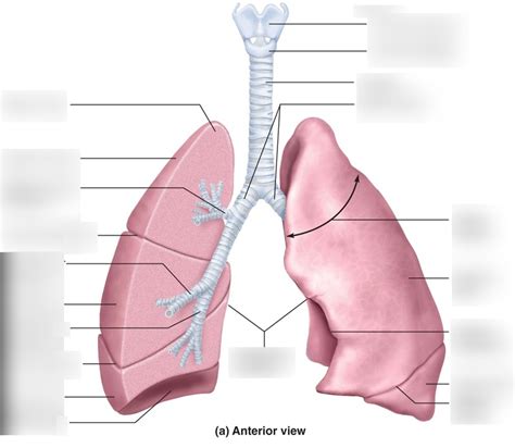 Anatomy Of The Lungs Diagram Quizlet
